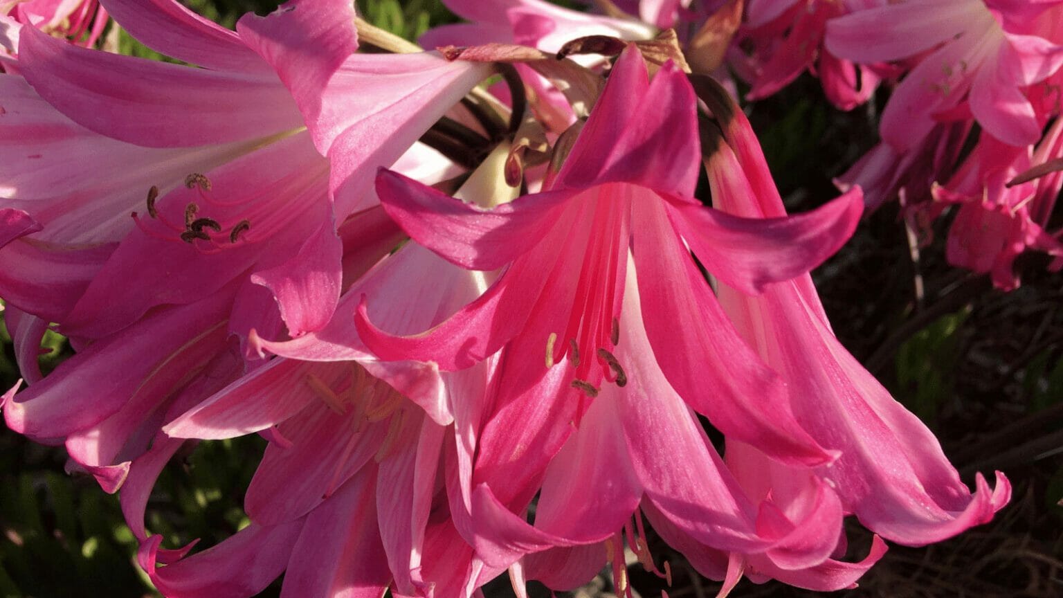 Naked Ladies Flowers: Lady Lilies That Will Leave You Speechless