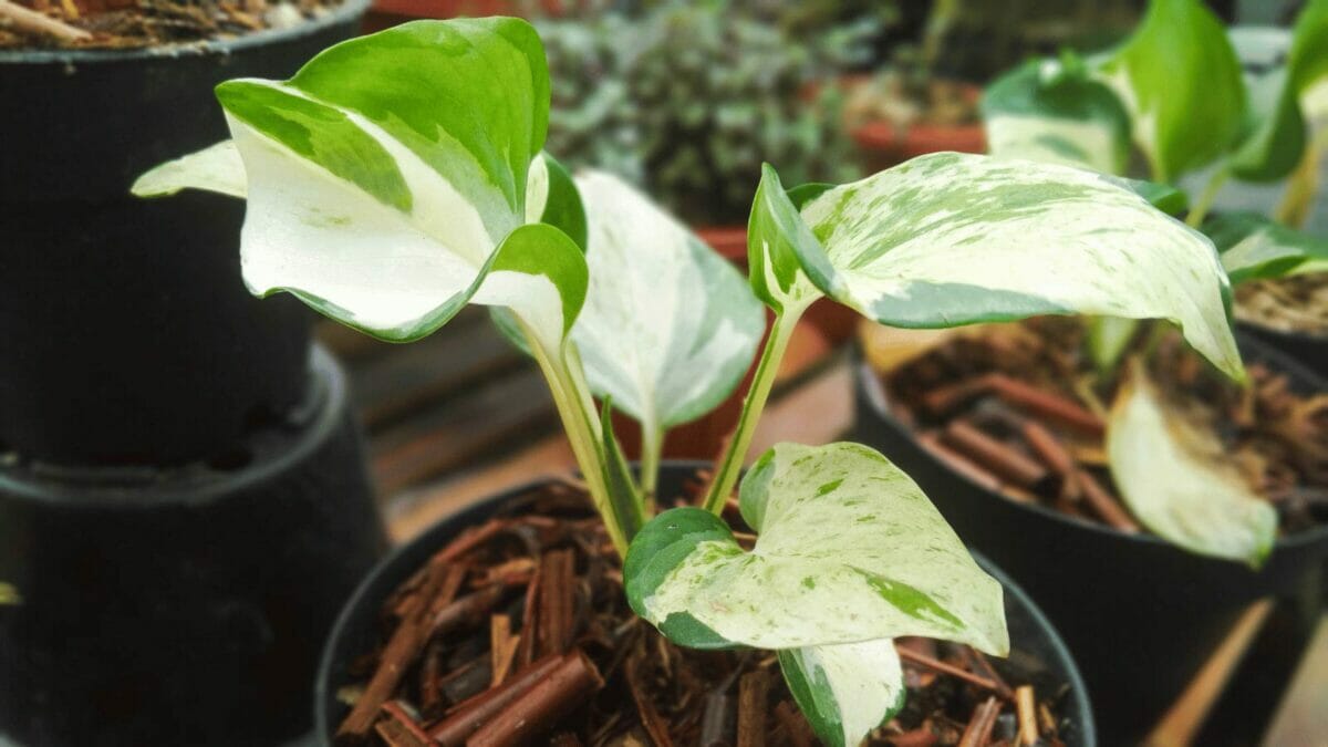 Mutant Manjula Pothos: A Mutated Pothos You'll Go Crazy Over