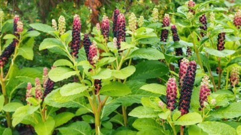 Is Pokeweed Poisonous to Touch ~ Symptoms & How to Stay Safe
