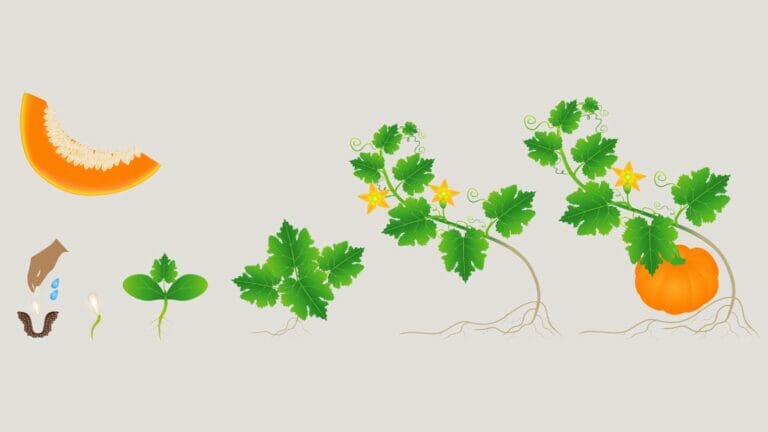 Pumpkin Growing Stages | Life Cycle Guide | Seed >>> Harvest
