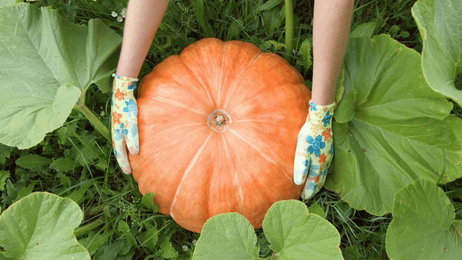 Pumpkin Growing Stages | Life Cycle Guide | Seed >>> Harvest
