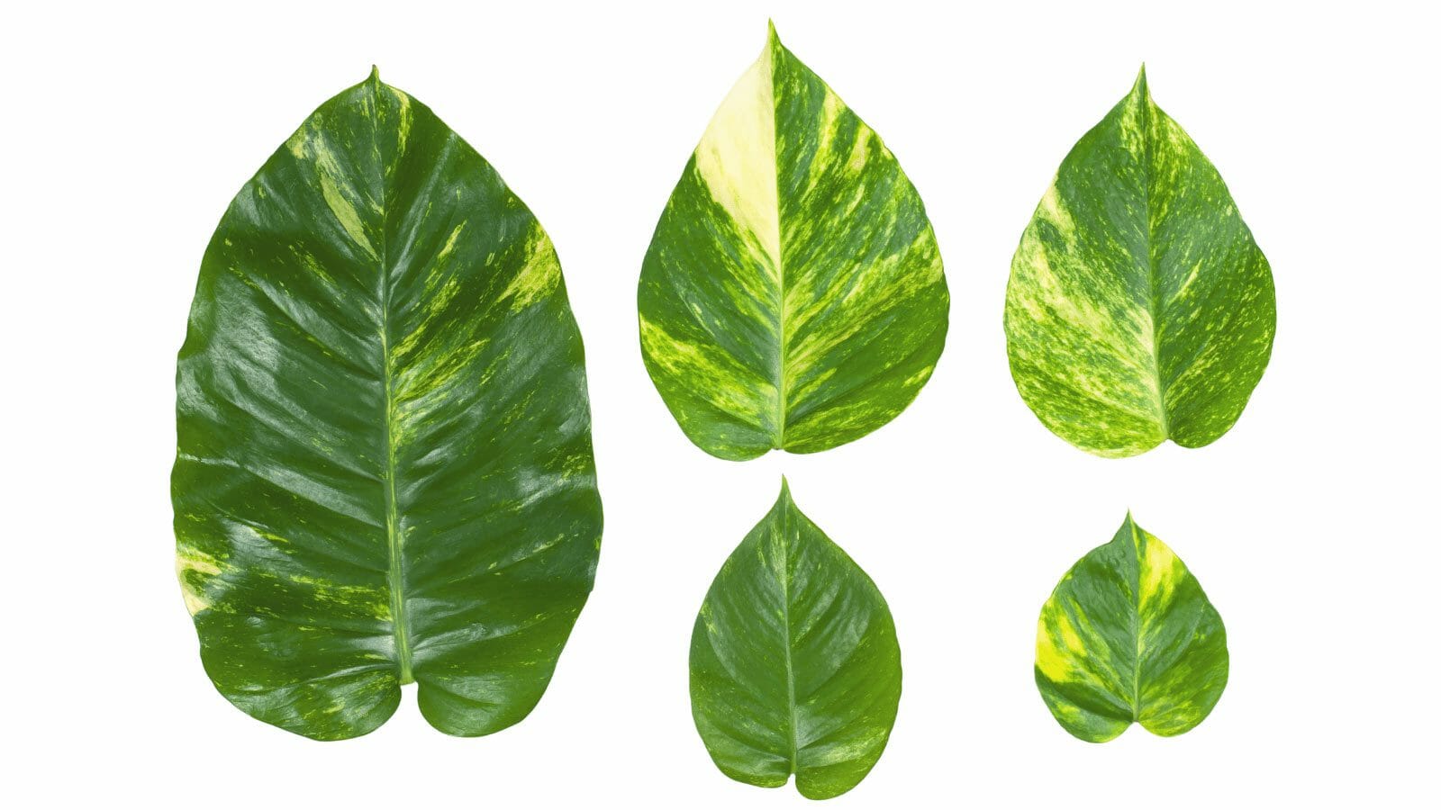 Pothos Growing Small Leaves? How to Fix in 6 Simple Steps