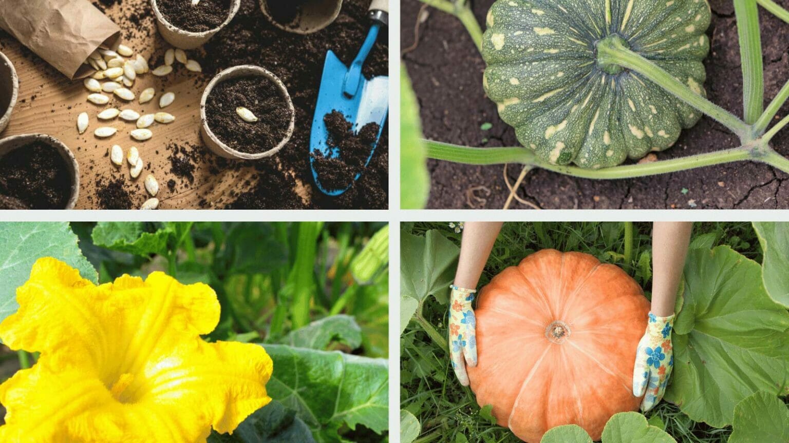 Pumpkin Growing Stages | Life Cycle Guide | Seed >>> Harvest