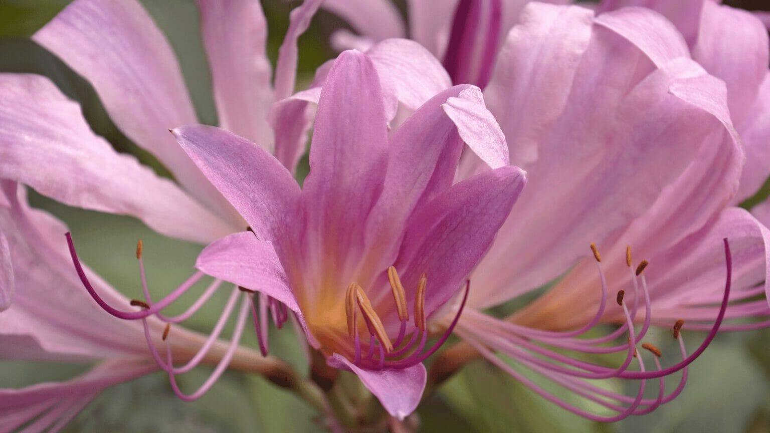 Naked Ladies Flowers: Lady Lilies That Will Leave You Speechless
