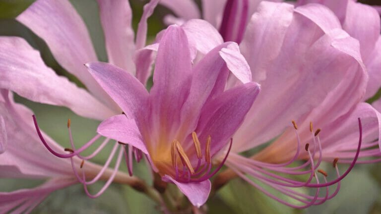 Naked Ladies Flowers: Lady Lilies That Will Leave You Speechless