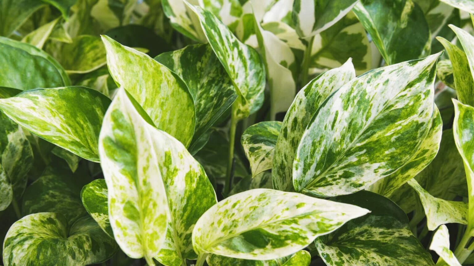 White Sport Golden Pothos: What It Is & Complete Care Guide