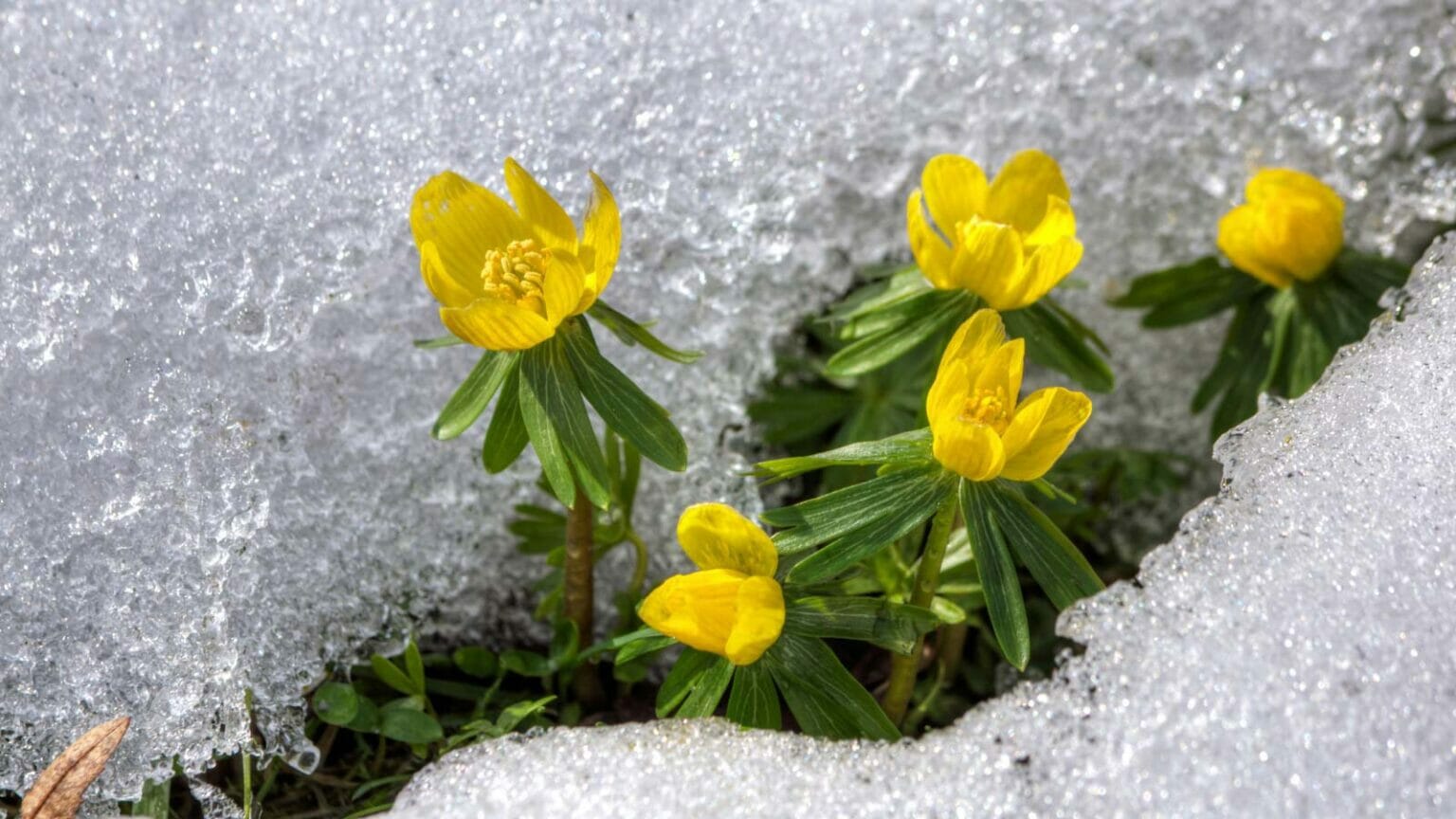 15 Cold-Resistant Winter Flowers for a Beautiful Garden Year-Round