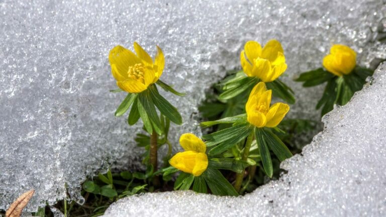 15 Cold-Resistant Winter Flowers for a Beautiful Garden Year-Round