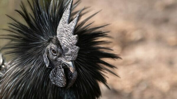 Rare Chicken Breeds: Most Fascinating & Unusual Poultry