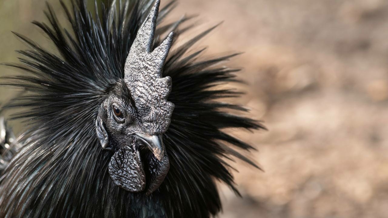 Rare Chicken Breeds: Most Fascinating & Unusual Poultry
