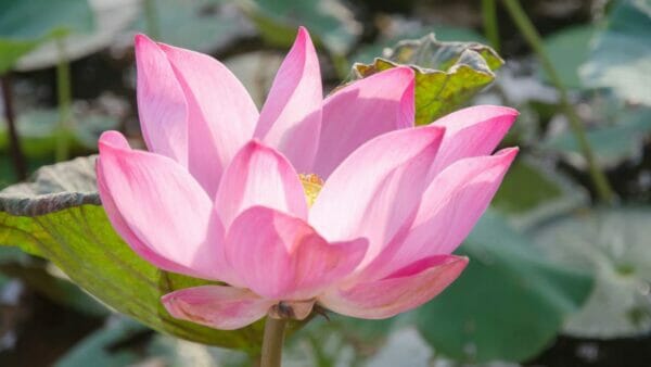 World's Most Unique Flowers: So Rare, You Won't Believe They Exist!