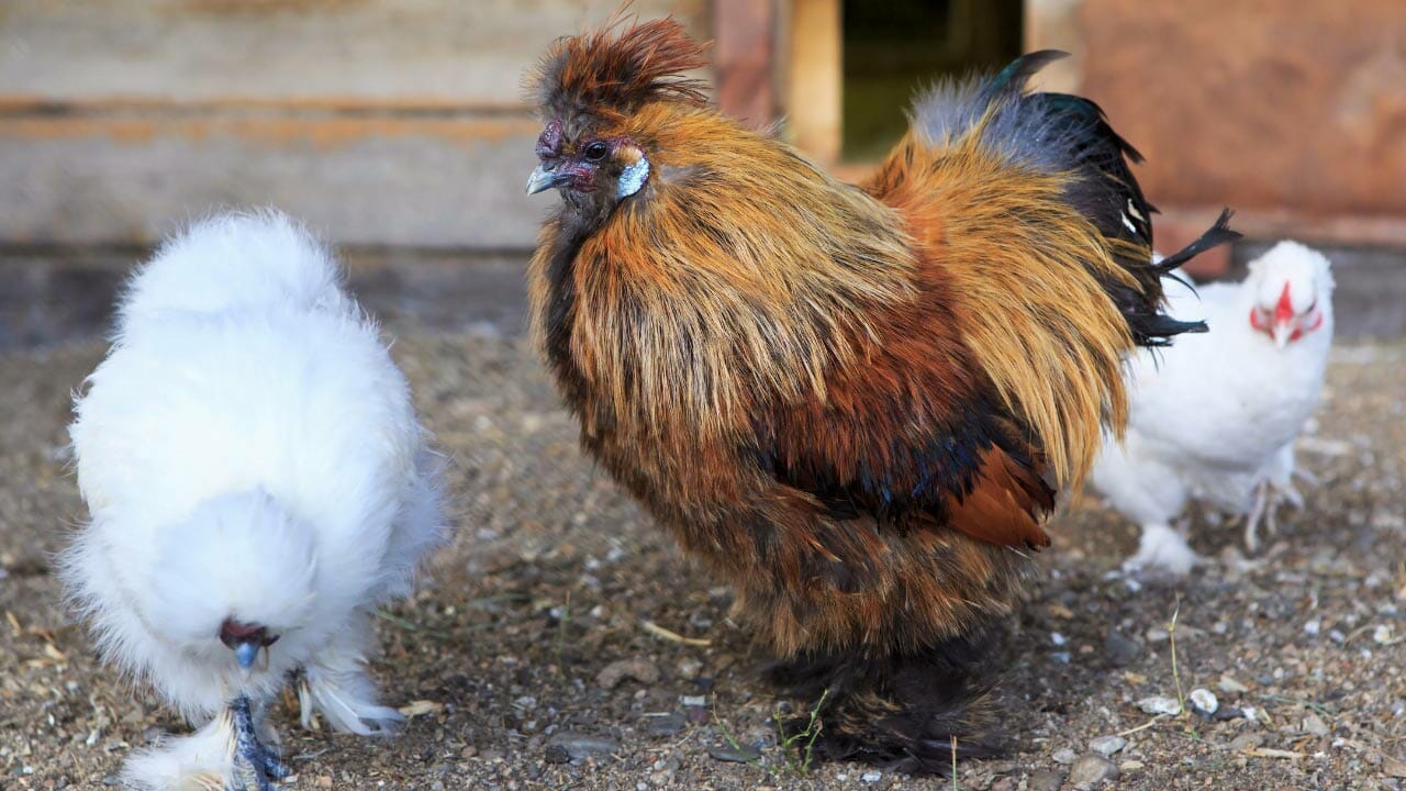 Rare Chicken Breeds: Most Fascinating & Unusual Poultry
