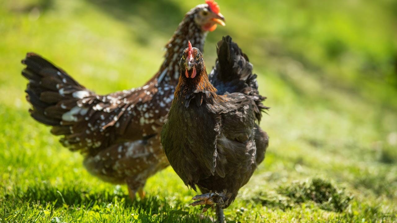 Rare Chicken Breeds: Most Fascinating & Unusual Poultry