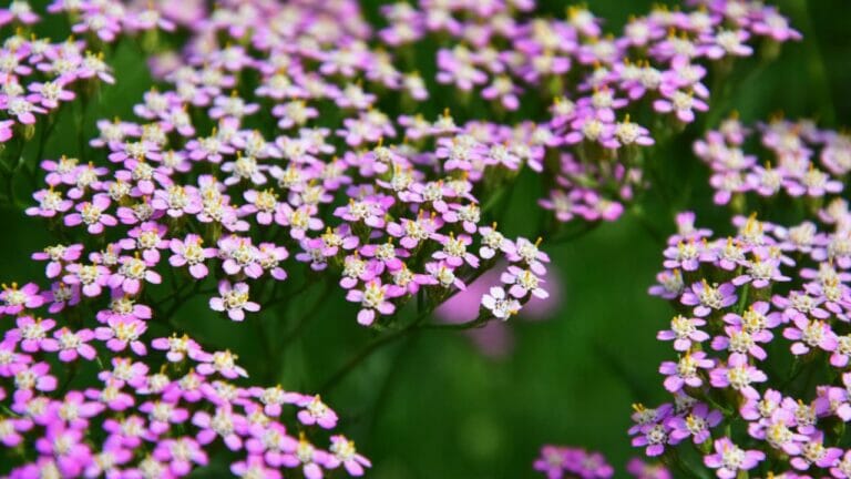 13 Drought-Resistant Plants Every Window Box Needs