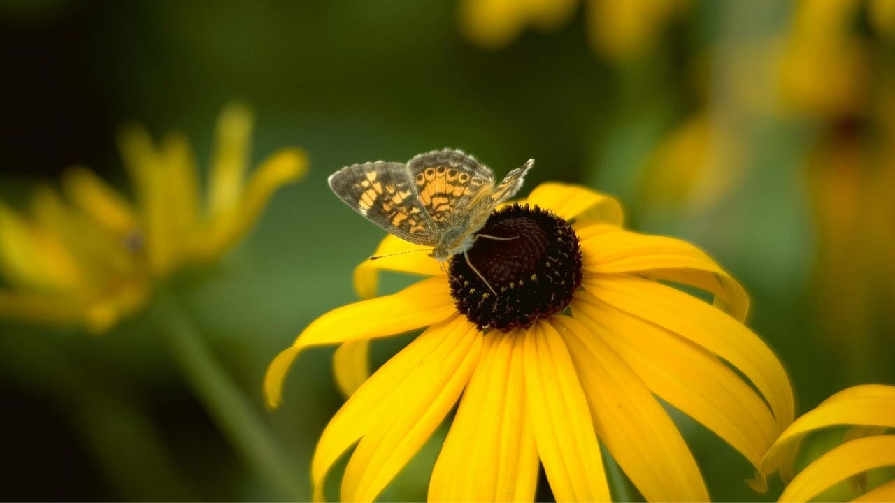 15 of the Best Cut & Come Again Flowers for Continuous Blooms