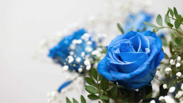 Blue Roses: Are They Real or Just a Myth? (The Truth)