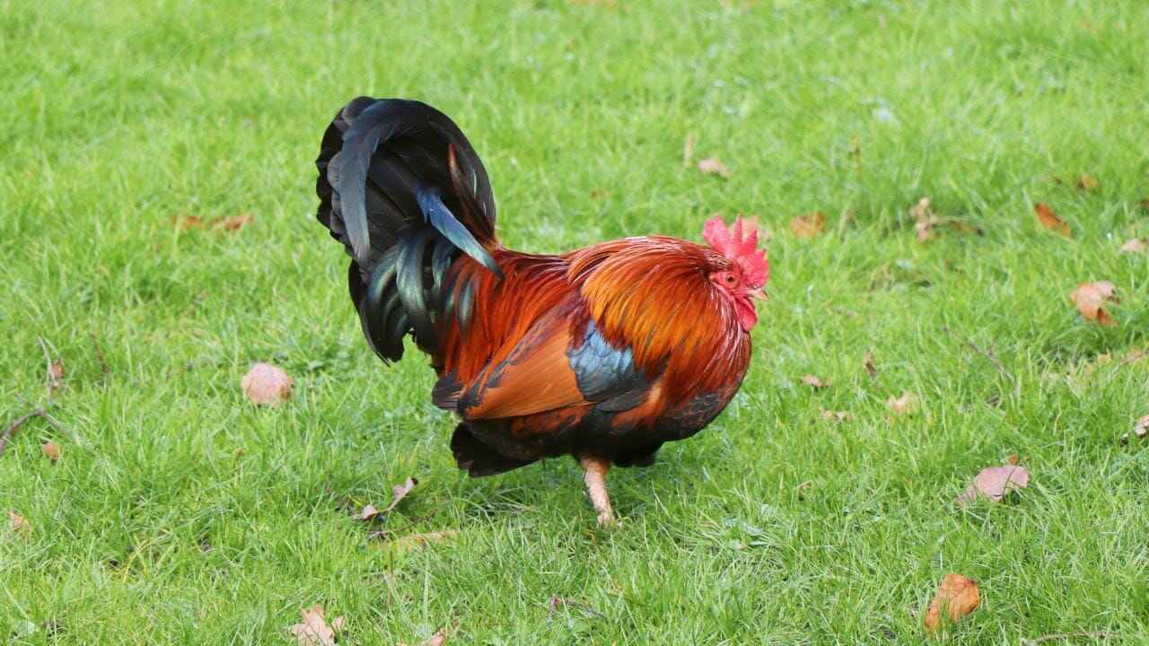 Rare Chicken Breeds: Most Fascinating & Unusual Poultry