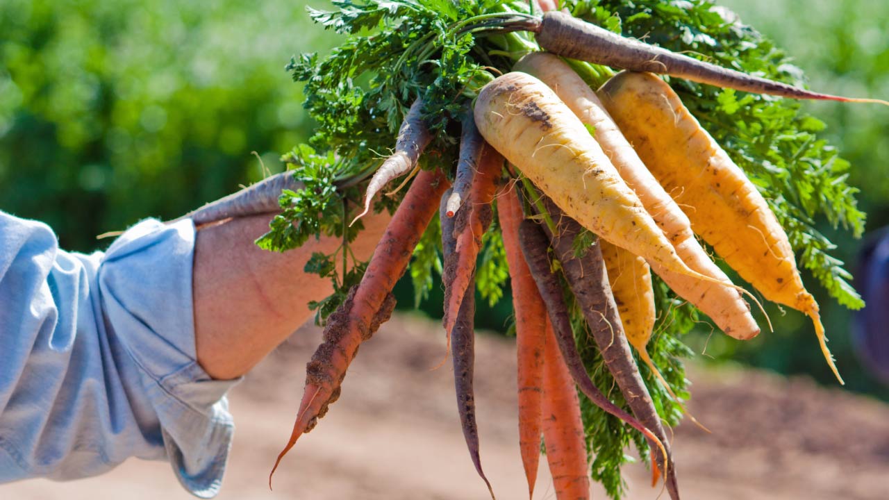 Are Carrots Man Made? Unearthing the Carrots Roots