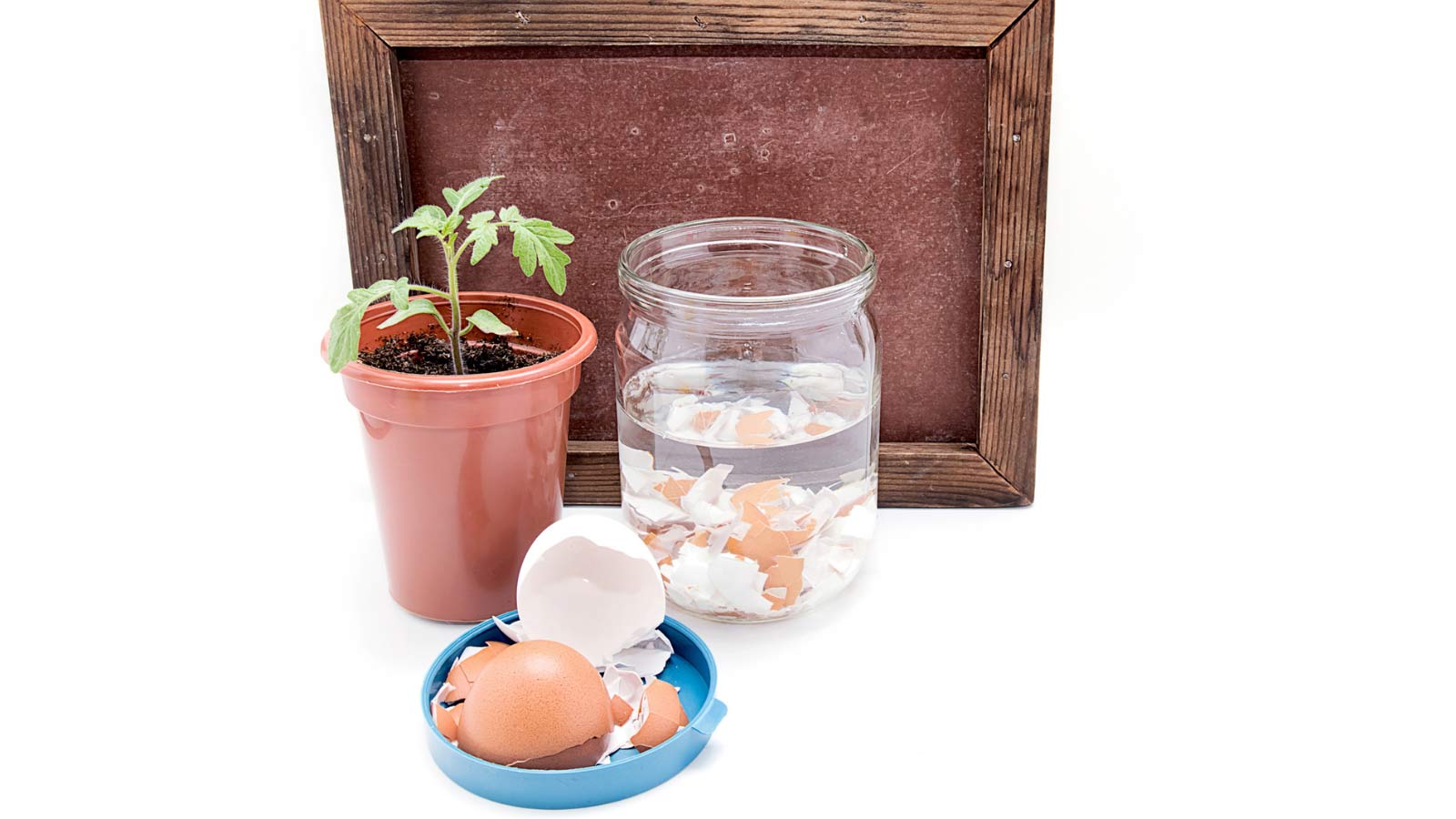 Homemade Fertilizer for Pothos: Best DIY Options