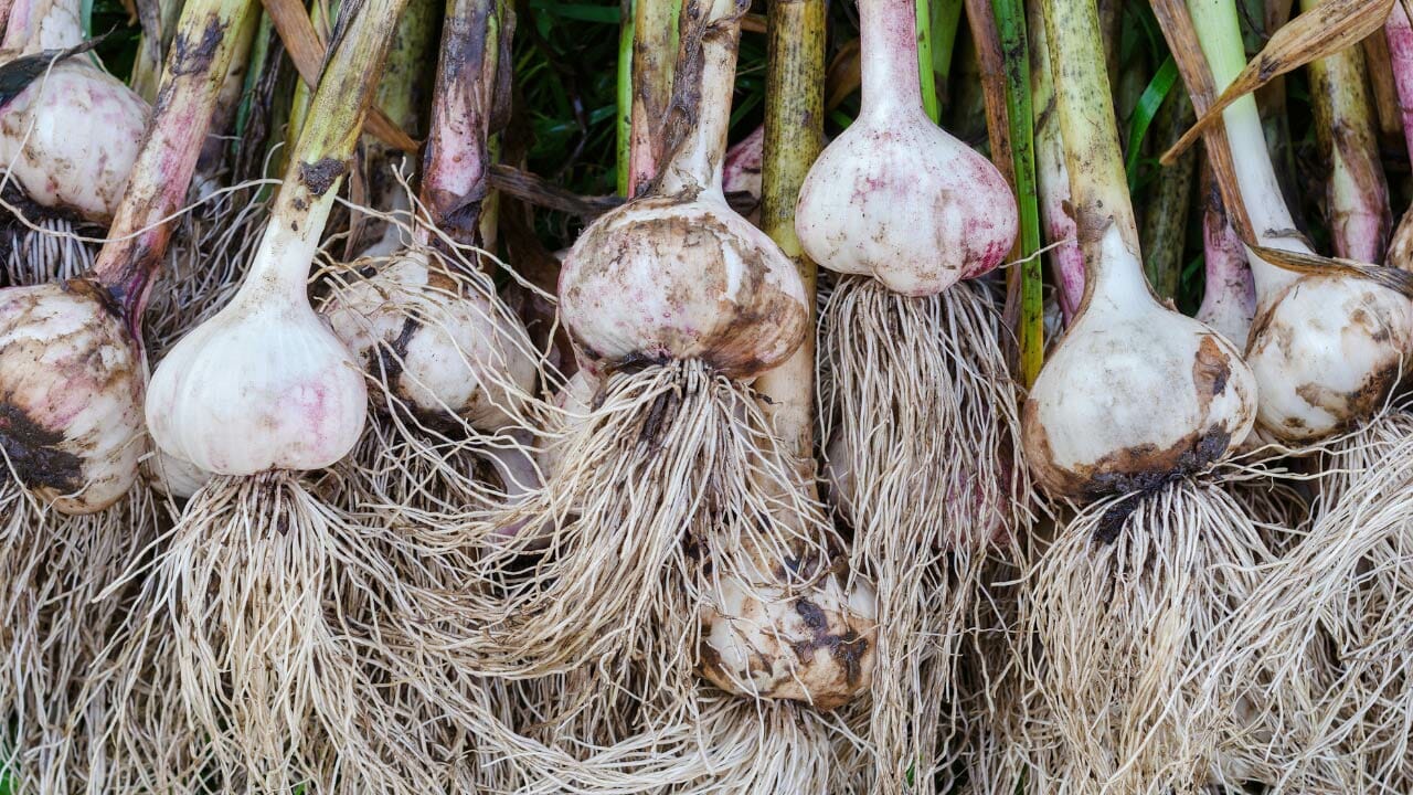 Is Garlic Man-Made? Unraveling the Surprising Mystery