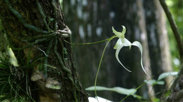 World's Most Unique Flowers: So Rare, You Won't Believe They Exist!
