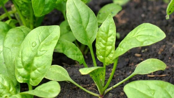 Frost-Defying Veggies: 25 Cold-Hardy Heroes for Your Winter Garden