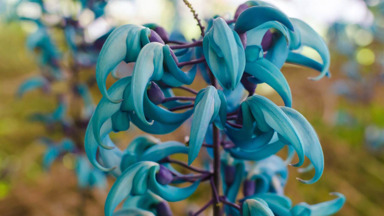 World's Most Unique Flowers: So Rare, You Won't Believe They Exist!