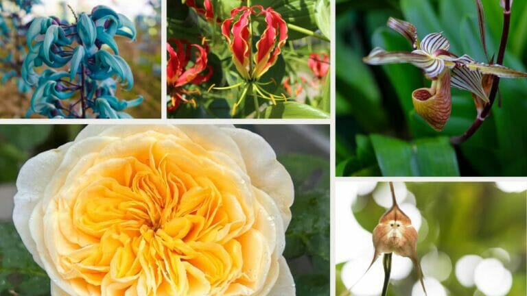 World's Most Unique Flowers: So Rare, You Won't Believe They Exist!