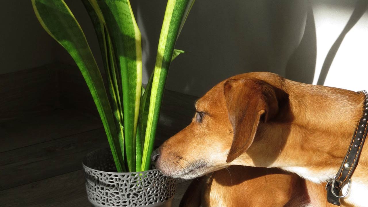 Cool Snake Plants And Dogs Gallery