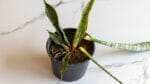 How to Trim a Snake Plant: Step-by-Step Pruning Guide