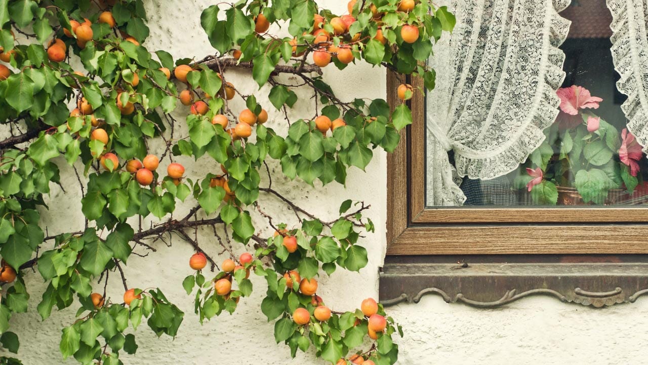 18 Best Indoor Fruit Trees: Guide to Your Own Edible Oasis