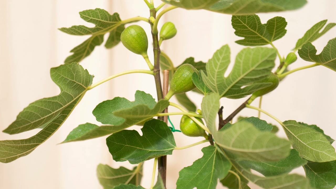 Grow Juicy Figs That Last Decades: 13 Steps to Start Now