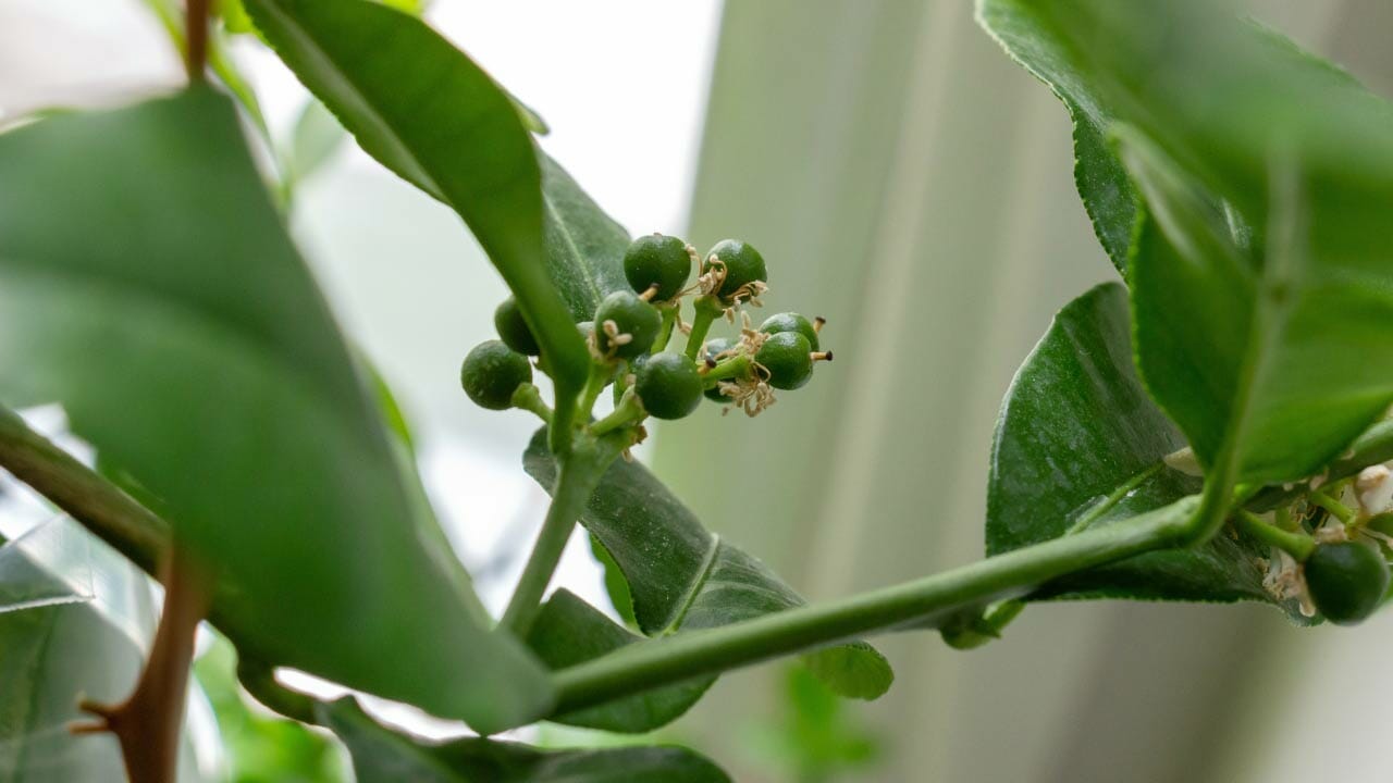 18 Best Indoor Fruit Trees: Guide to Your Own Edible Oasis