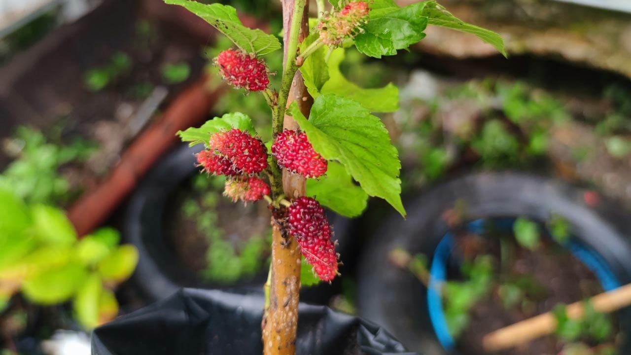 13 Trees to Plant for a Bountiful Homestead