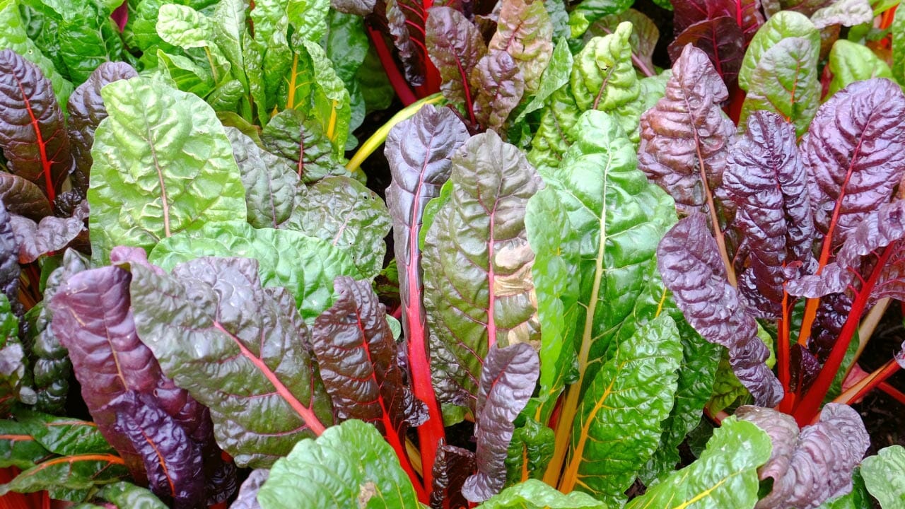 20 Best Vegetables for High-Yield Container Gardening