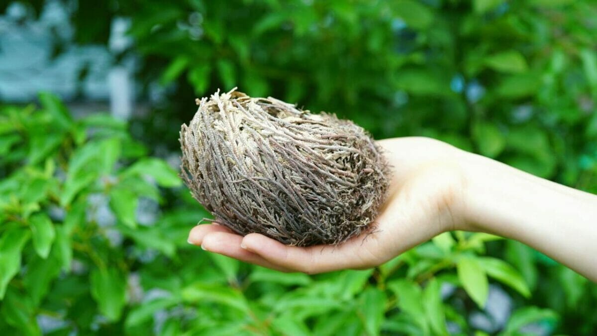 Rose of Jericho Care: The Plant that "Cheats" Death