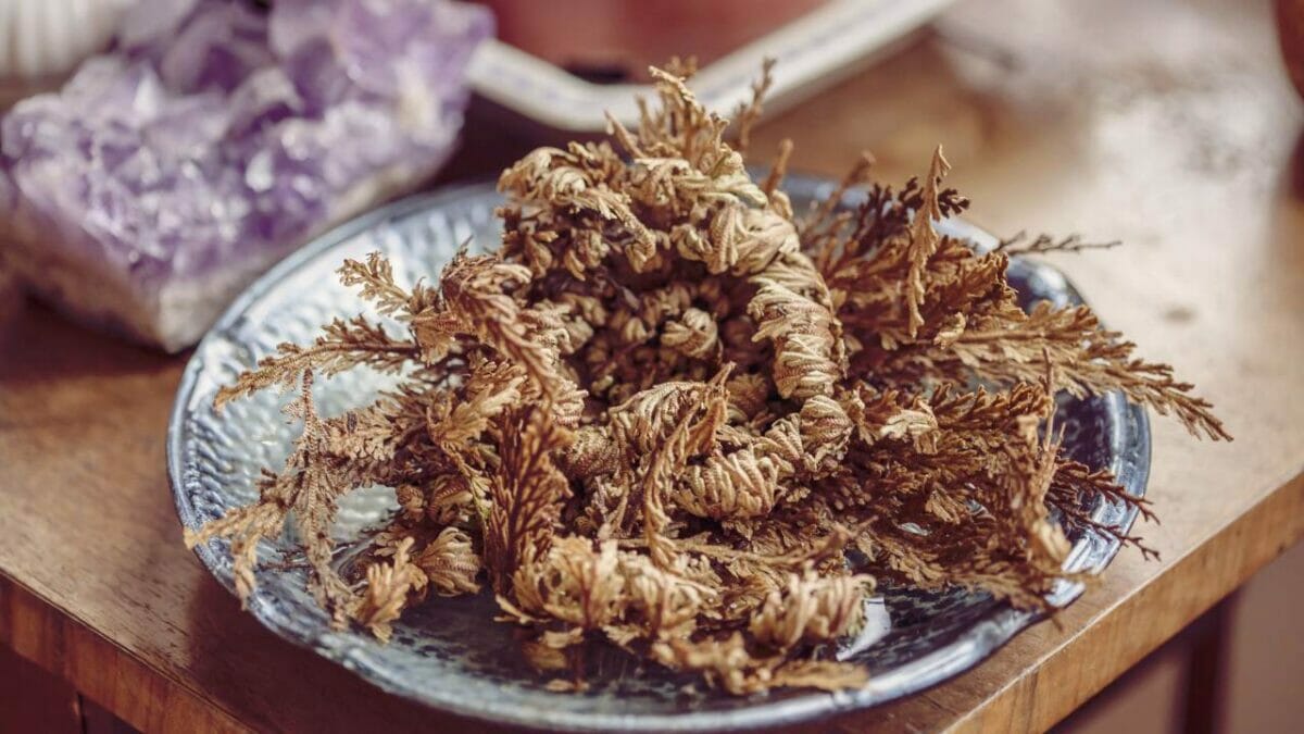 Rose of Jericho Care: The Plant that "Cheats" Death