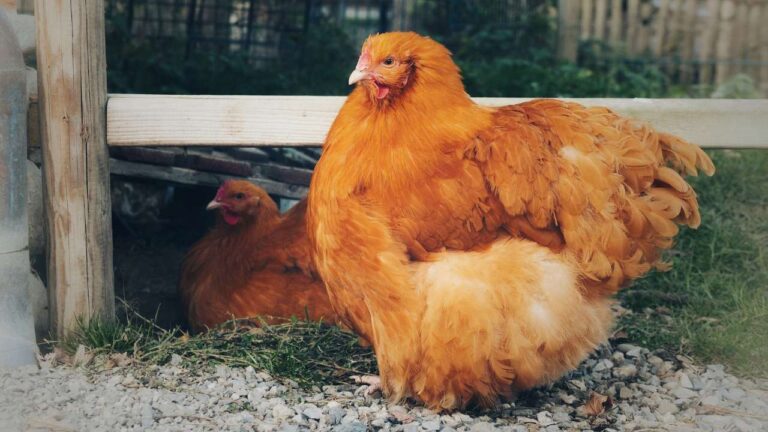 13 Fluffy Chicken Breeds & What They're Best At
