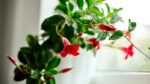 The Essential Guide to Dipladenia Plant Care & Growing