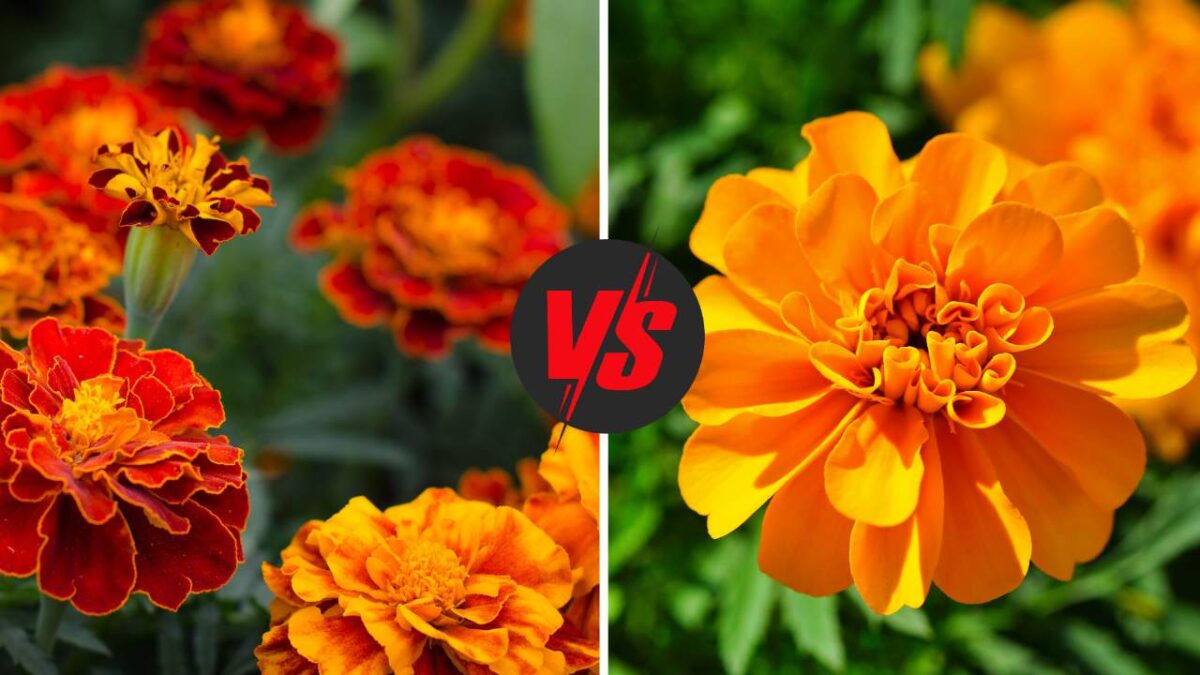 Calendula Companion Plants: Nature's Best Kept Secret