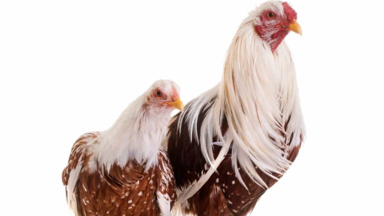 13 Fluffy Chicken Breeds & What They're Best At