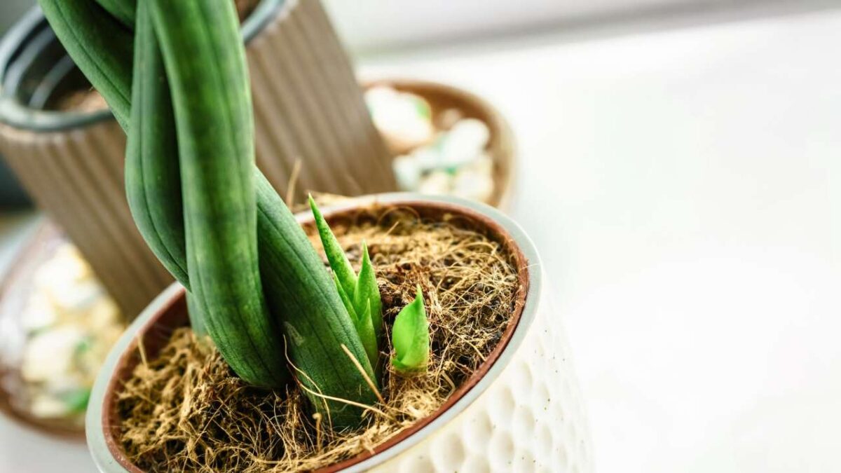 Braided Snake Plant Care & How-to Braid Like a Pro