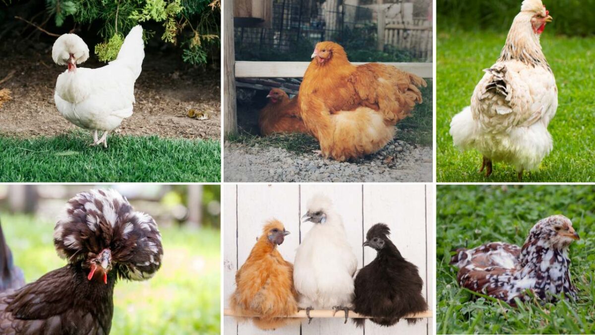 13 Fluffy Chicken Breeds & What They're Best At
