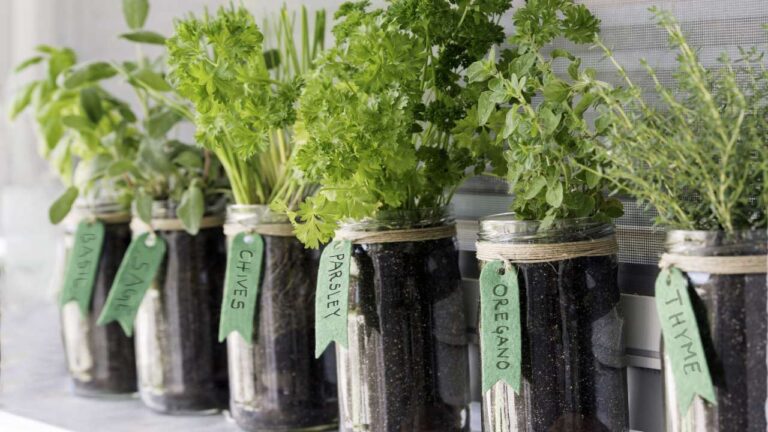 7 Popular Green Herbs: What They Are & How to Use Them