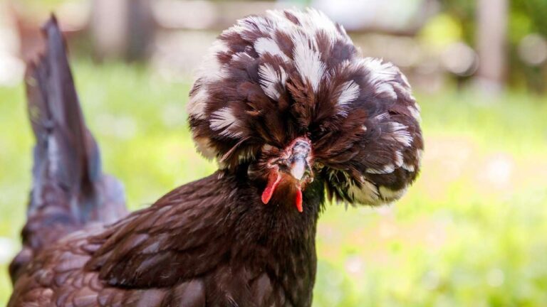 13 Fluffy Chicken Breeds & What They're Best At