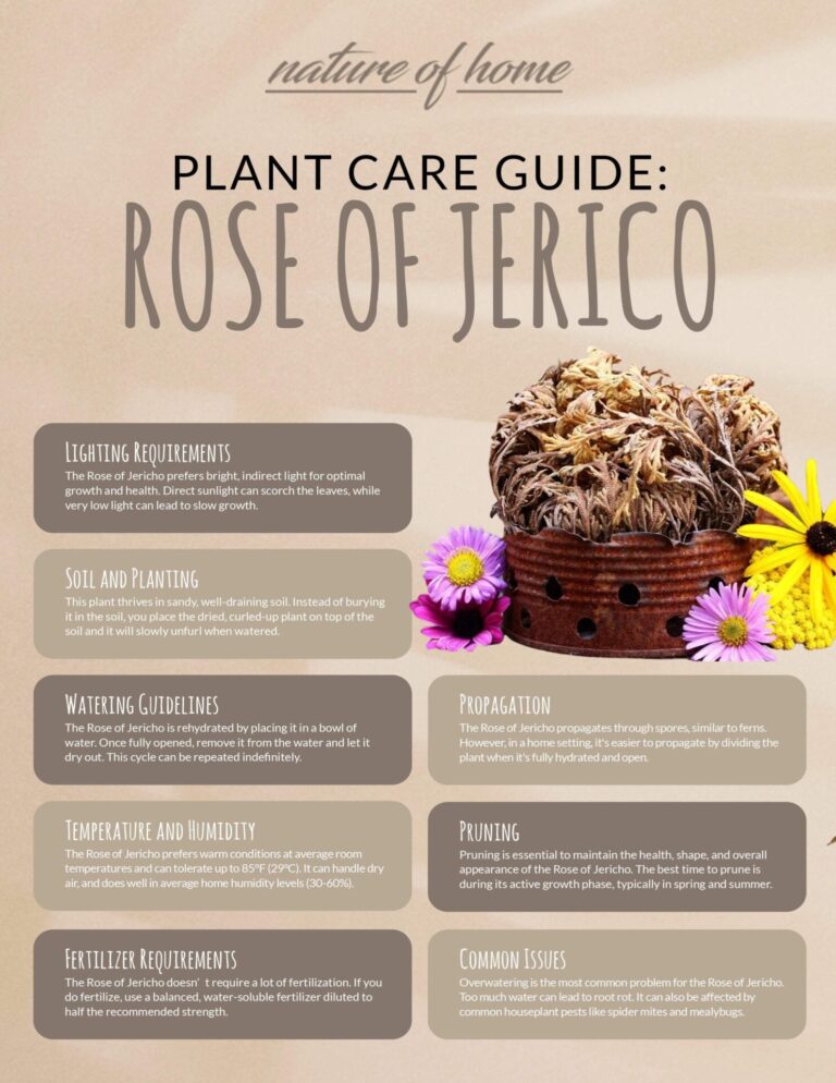 Rose of Jericho Care: The Plant that "Cheats" Death