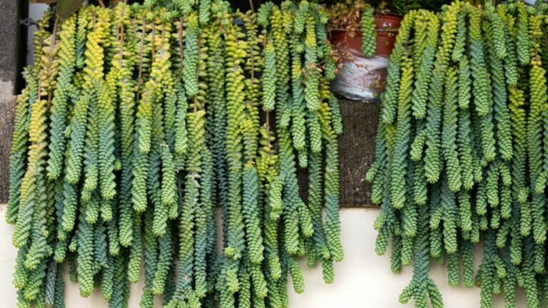 Guide: Propagating Donkey Tail in Water, Soil & Division