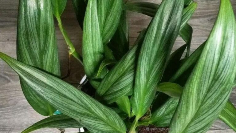 21 Pothos Varieties: All Types Explained + Pro Care Tips