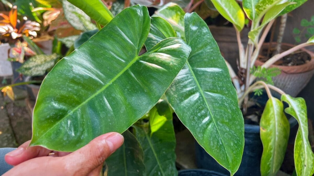Philodendron erubescens: Compete Care & Growing Guide