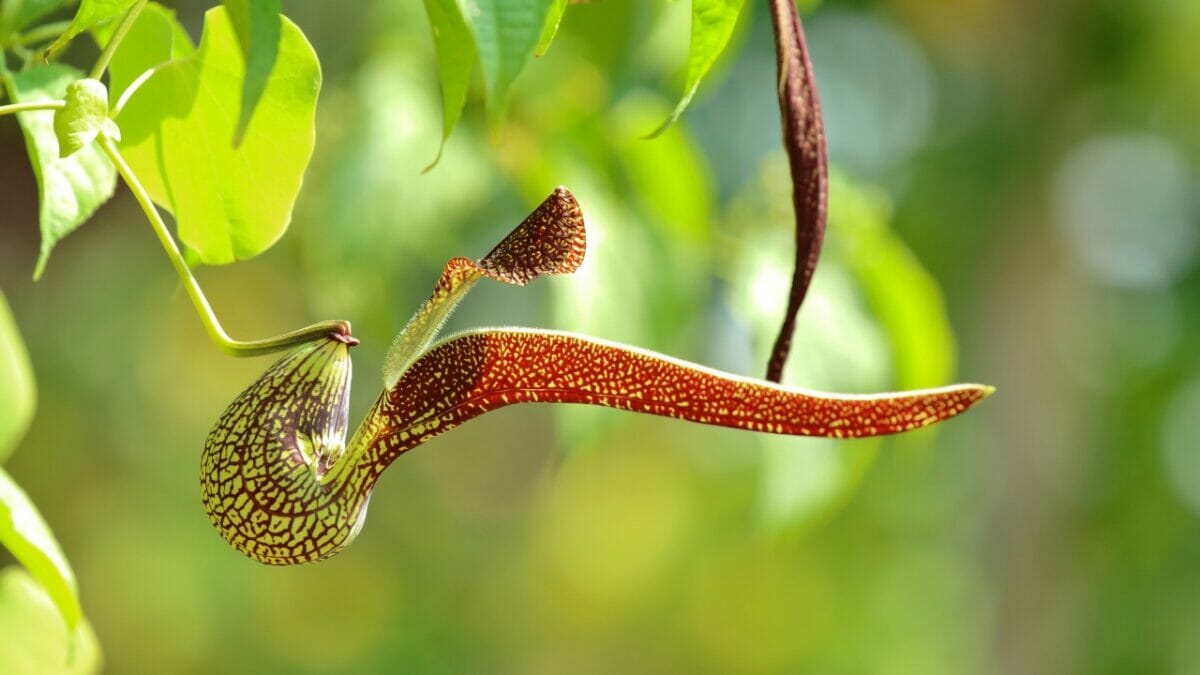 9 Ugly Flowers That Stand Out for All the Wrong Reasons